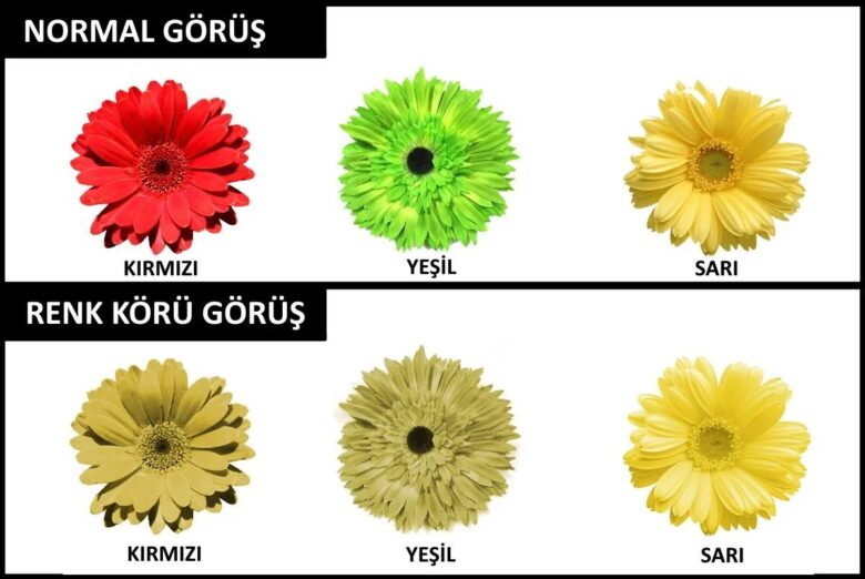 Renk Körü Testi: Renk Körlüğünü Anlama ve Test Etme - SON YAZI